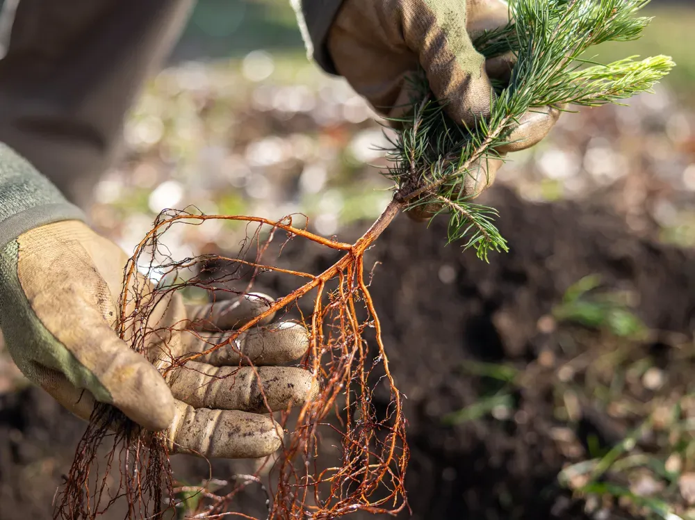 3 Must-Know Tips For Bare-Root Planting | A southern Light House - Get ...